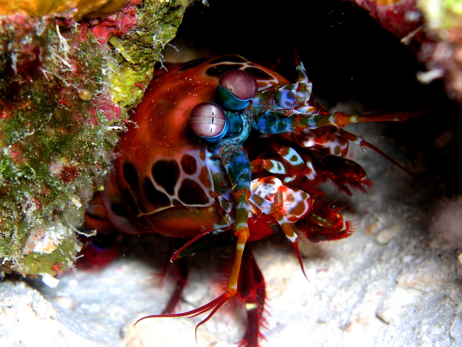 Memory Record of Mantis shrimp Picture | Picture Record