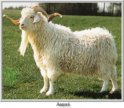 Principais Raças de Caprinos: Angorá