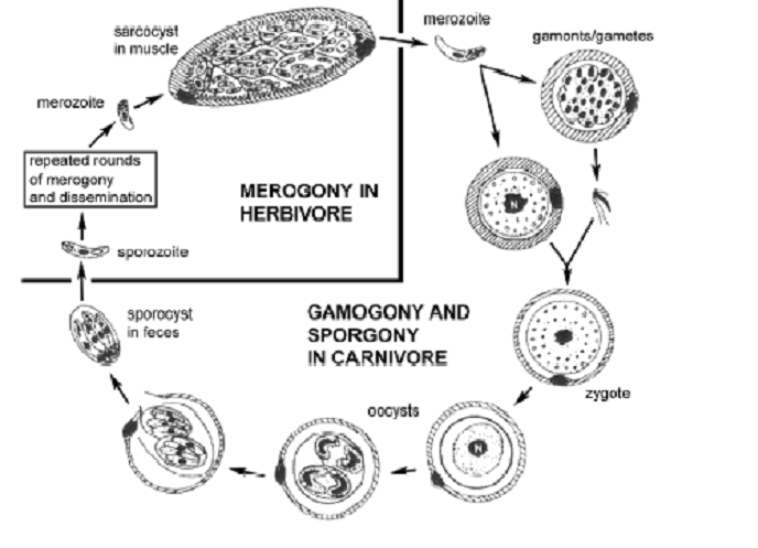 Introduction and Classification of Parasites