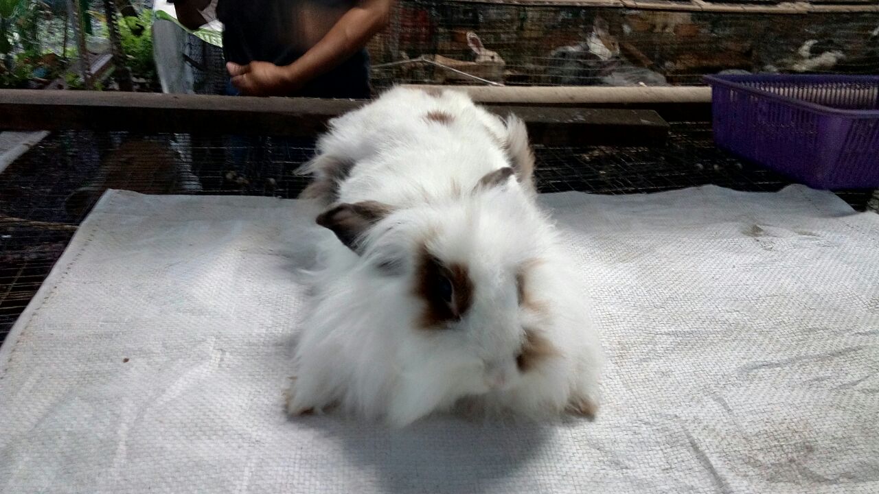 Pembekal dan Menjual Daging Arnab dan Arnab hidup K_ROS Klang Selangor ...