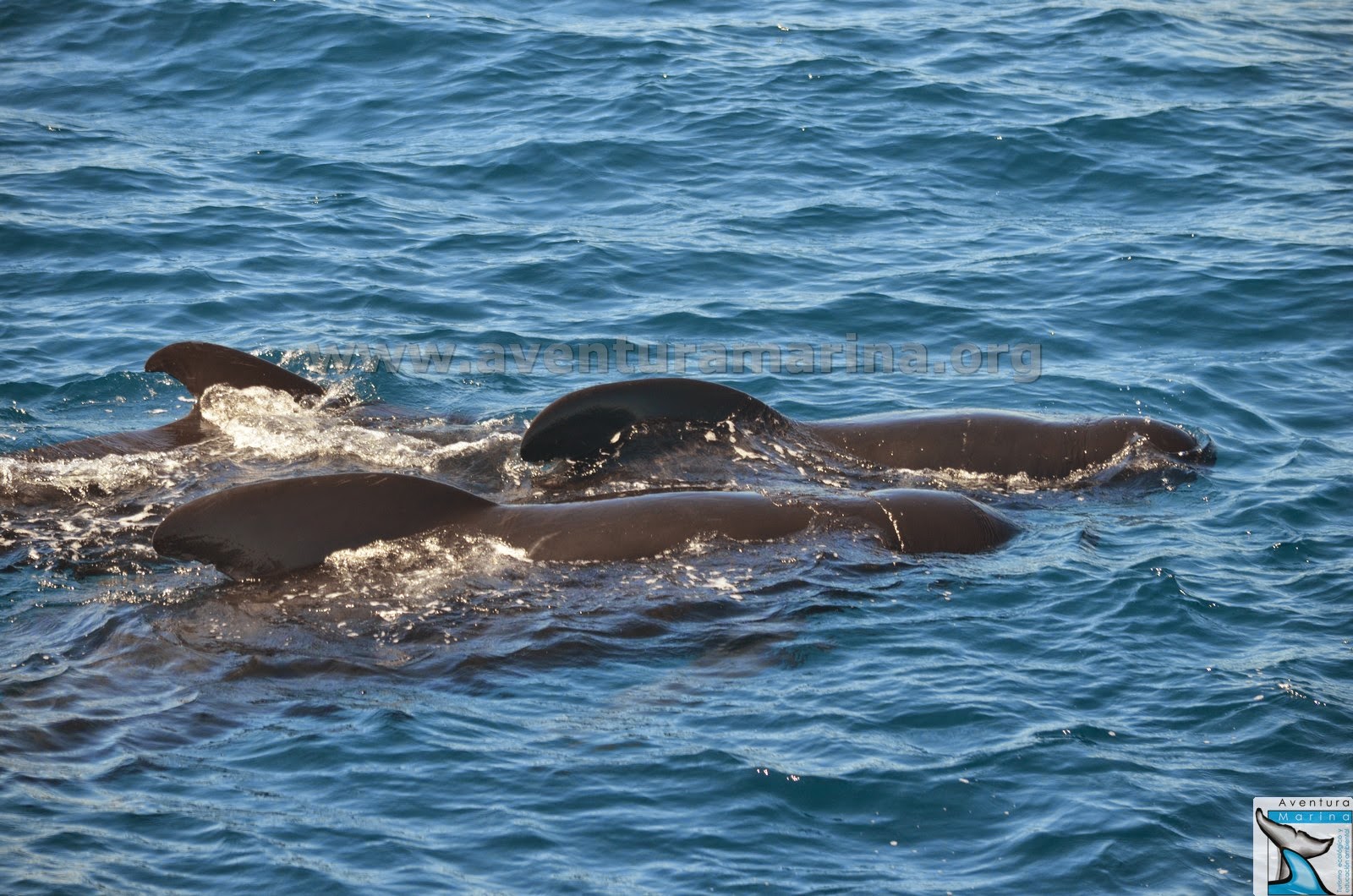 Delfines, ballenas y orcas en Tarifa: Calderones tarifeando II