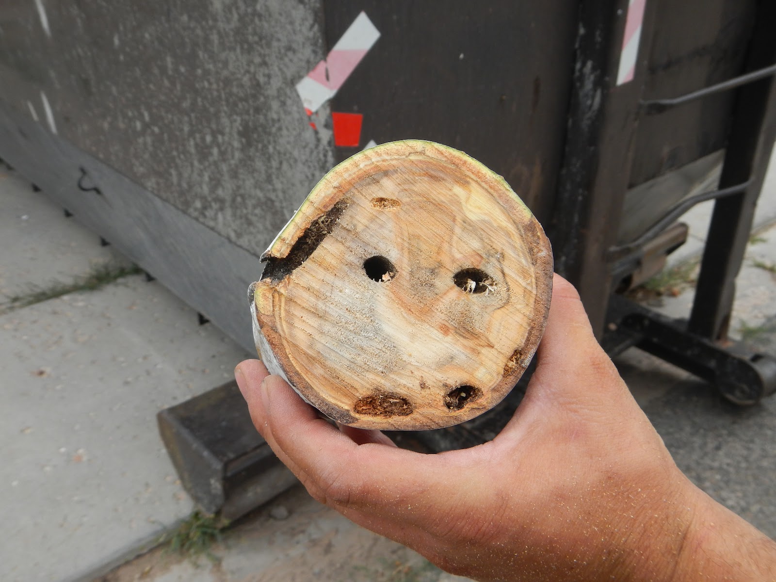 Master Arbor: Birch Tree Carpenter Worms