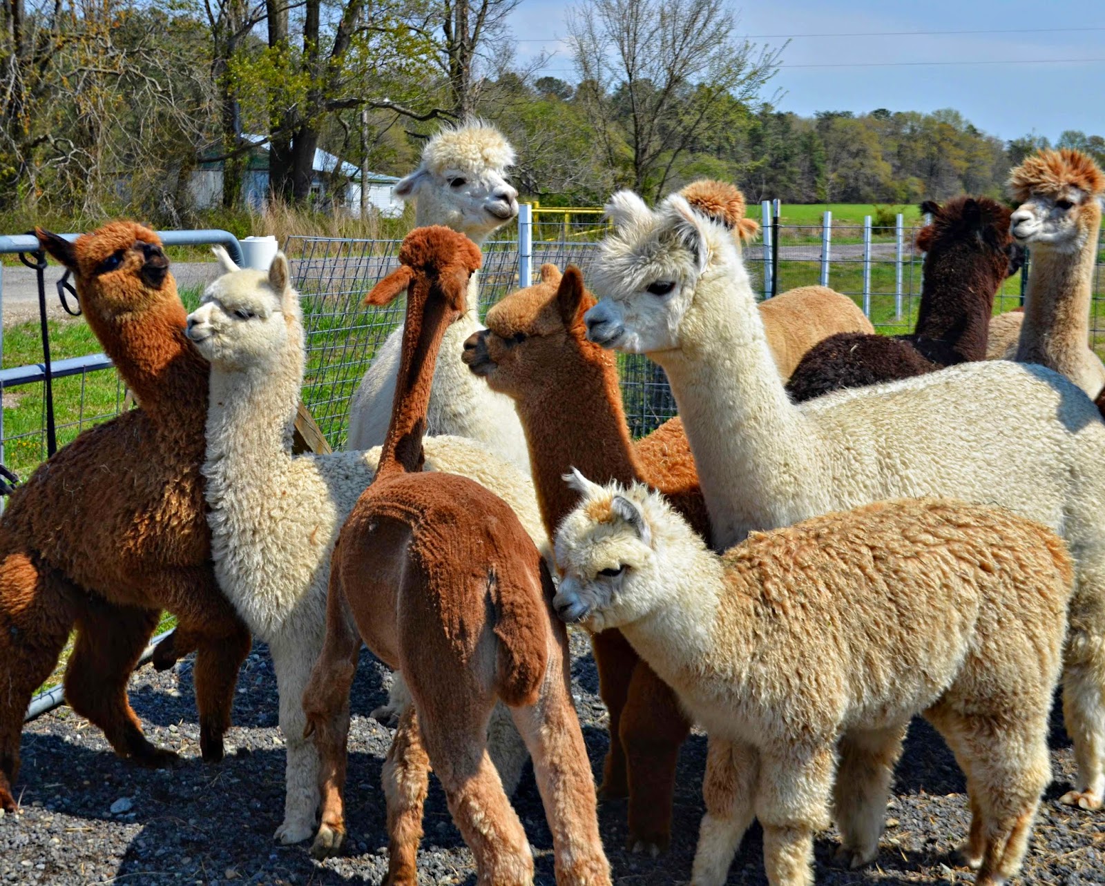 BarnBugStudio: ALPACA SHEARING DAY 2014