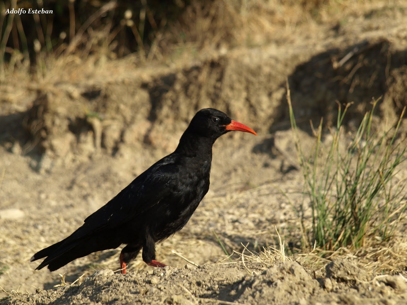 Illora natural: CHOVA PIQUIRROJA (Pyrrhocorax pyrrhocorax)