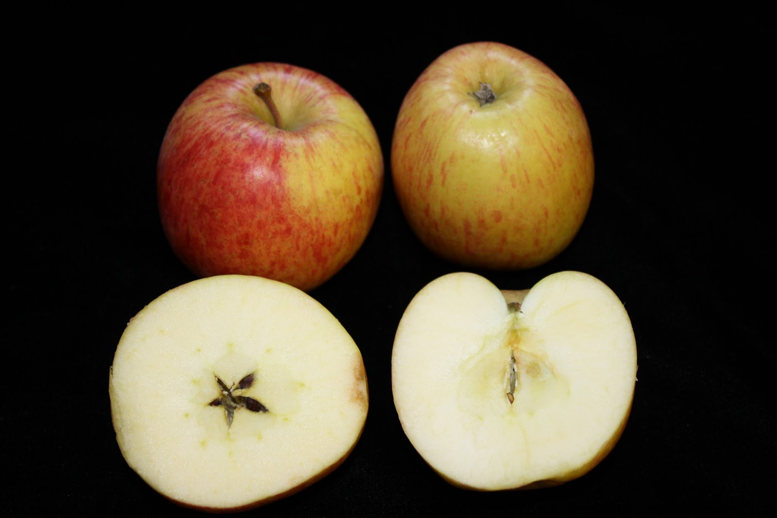 UF BOT 2710: Practical Plant Taxonomy: Lab 7: General structure of ...