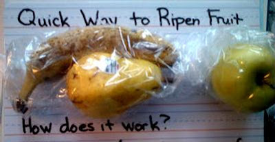 Everyday Science Fun: Science at Home: How to Ripen Fruit Quickly