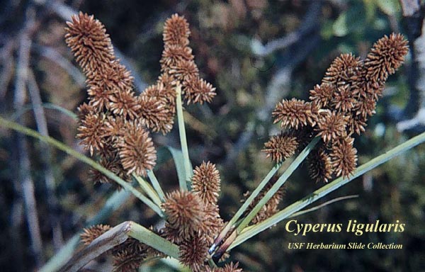 PLANT FAMILIES OF PUERTO RICO AND FLORIDA PAPO VIVES: CYPERACEAE SERIE ...