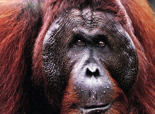 Magic grid: Know your monster: The Orang Bati