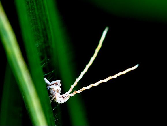 My Little Narwhal Bug | Featured Creature