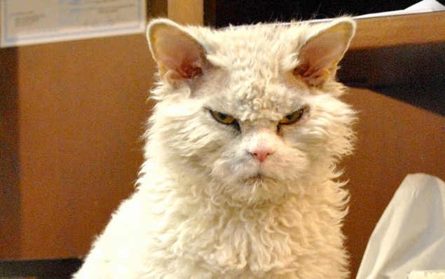 White Wolf : Feline Furious: 'Pompous Albert' Is The Latest Angry Cat ...