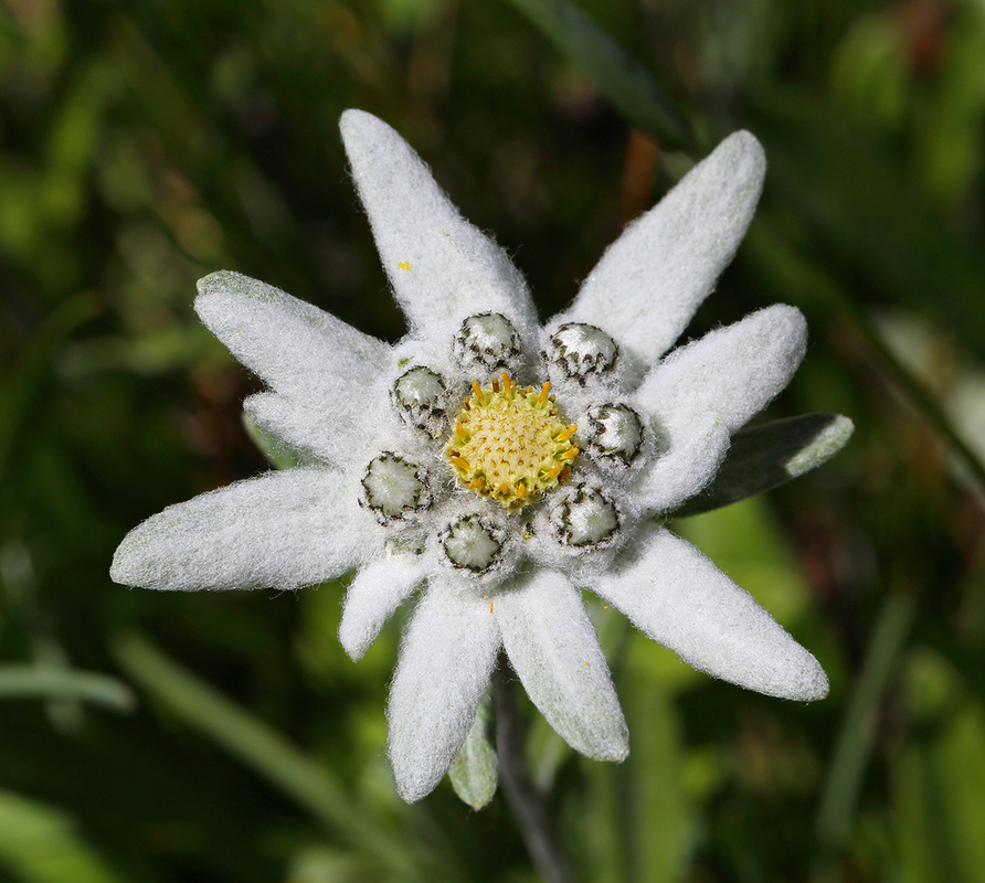 Bodas a Mares: Edelweiss, la flor del valor y el coraje