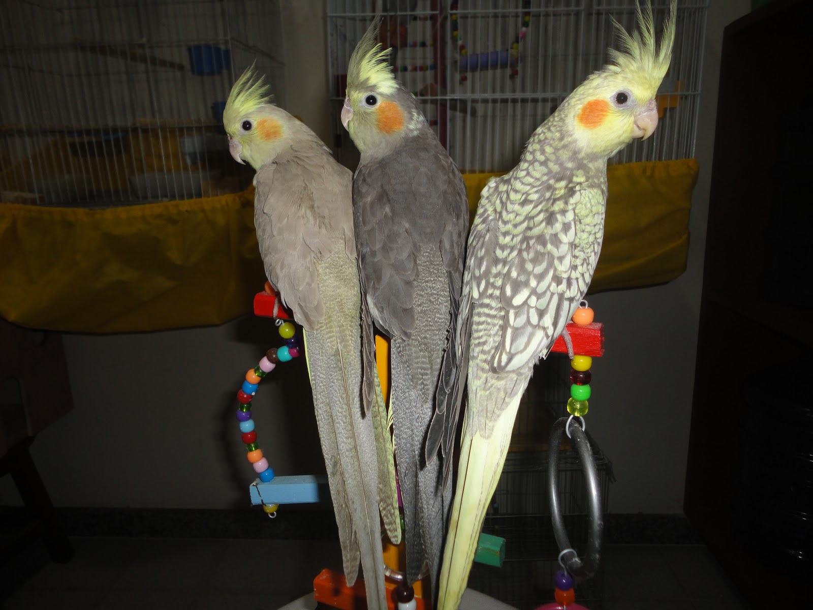 A BELEZA E A ARTE DAS CALOPSITAS: Filhotes De Calopsita!!!!