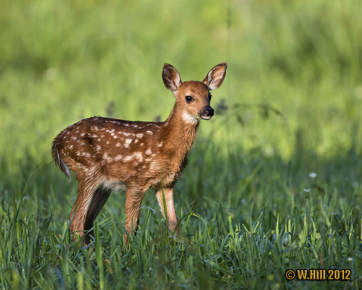 Pennsylvania Wildlife Photographer: More Whitetail Fawn Photos and Video