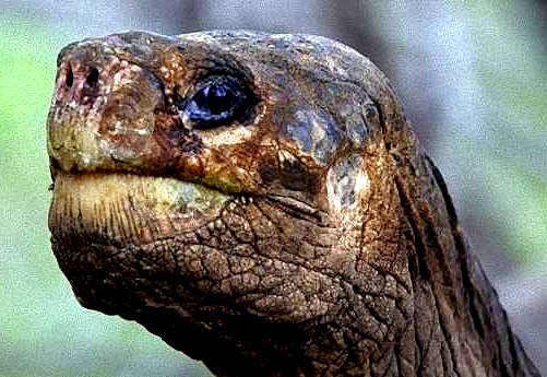 The Flying Tortoise: Lonesome George. The World's Rarest Living ...