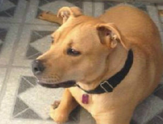 Today's News: Kidnapped Dog Freed After Ransom Was Paid Nicknamed ...