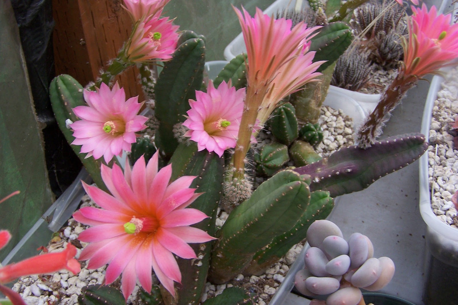 Is this a scopulicola? : Trichocereus