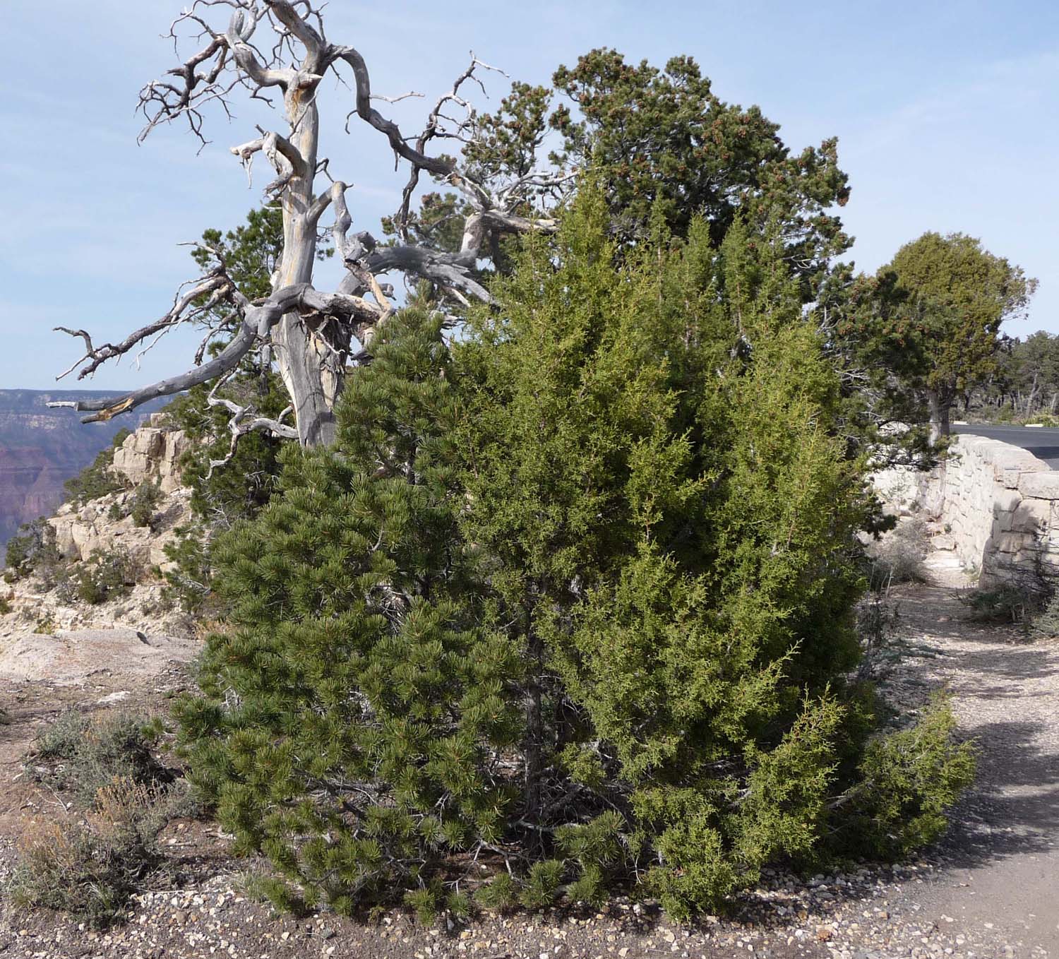 Stephen Cullum's Bonsai & Pottery: April 2013