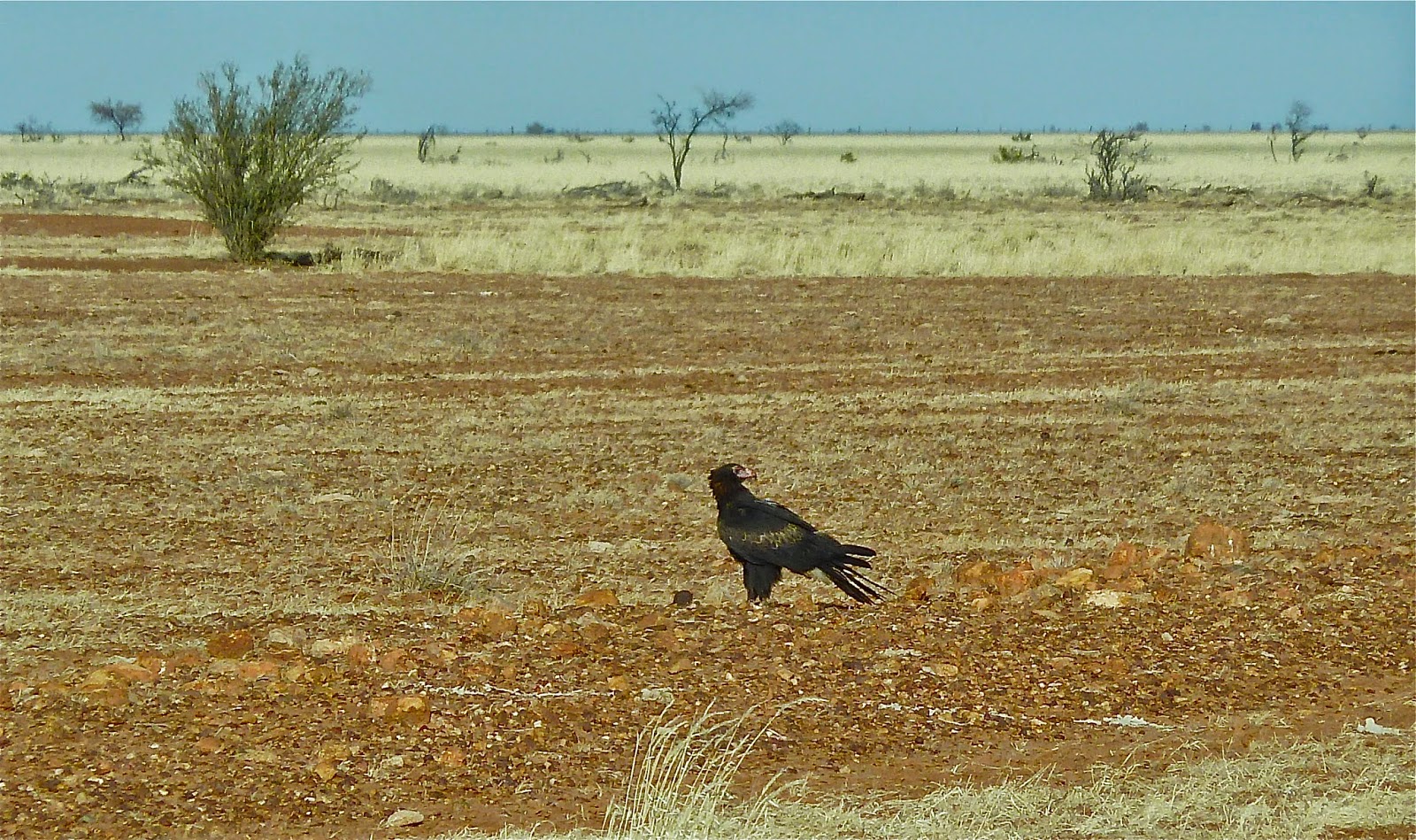 Hey Jude in Brisbane: Outback 2: The remote and beautiful Diamantina