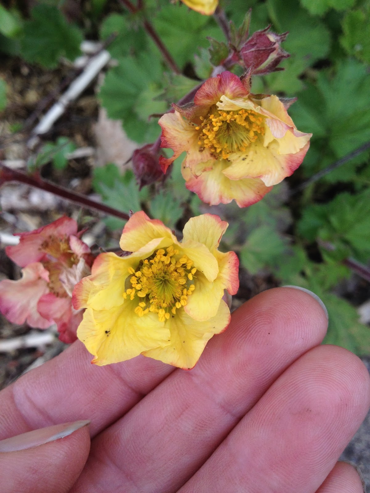 Blomstertøsens Have: Geum
