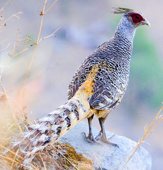 Pheasants of Pakistan