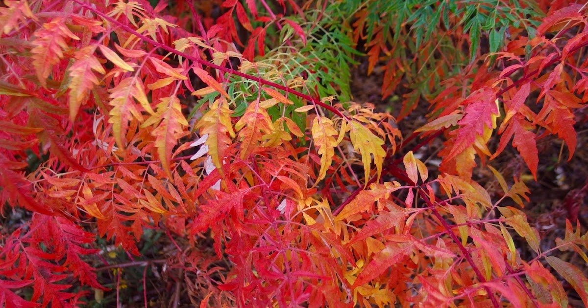 the golden fish: sumac