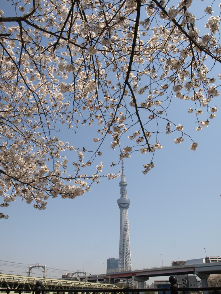 theTravelingMD: Tokyo: Shibuya, Sky Tree, Tokyo Station, Sea Side Top