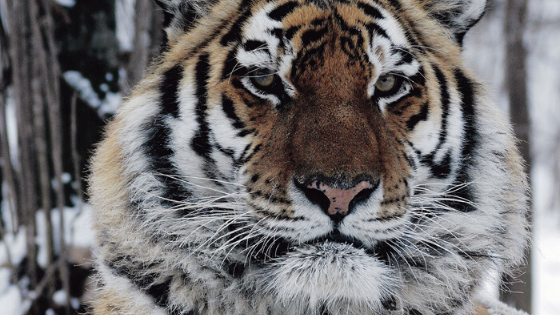 DYK: 10 facts based around the Tiger | My Crazy Email