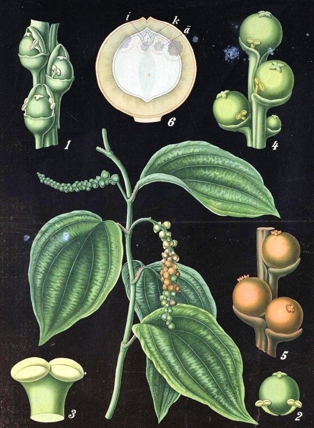The Study of Flowers: Piper nigrum