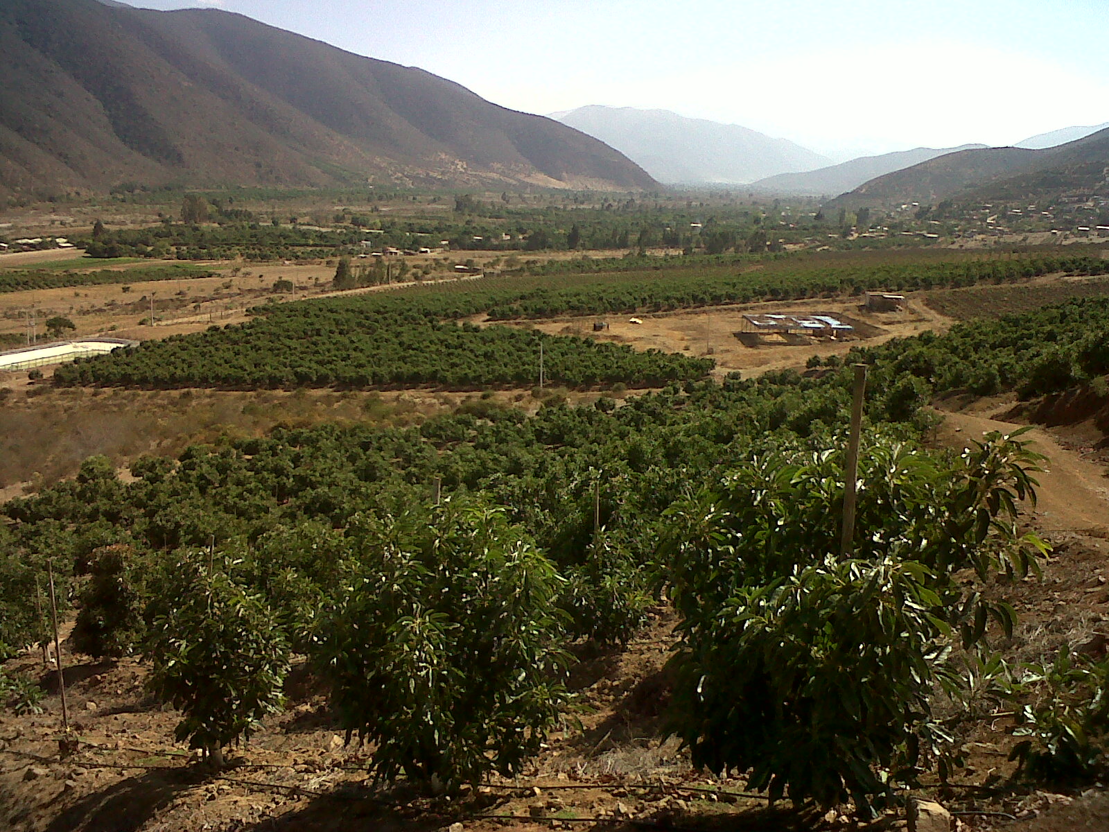 Víctor Medina. Asesorías Integrales: Paltos