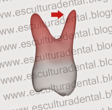 Características anatômicas do primeiro molar superior direito Dente 16