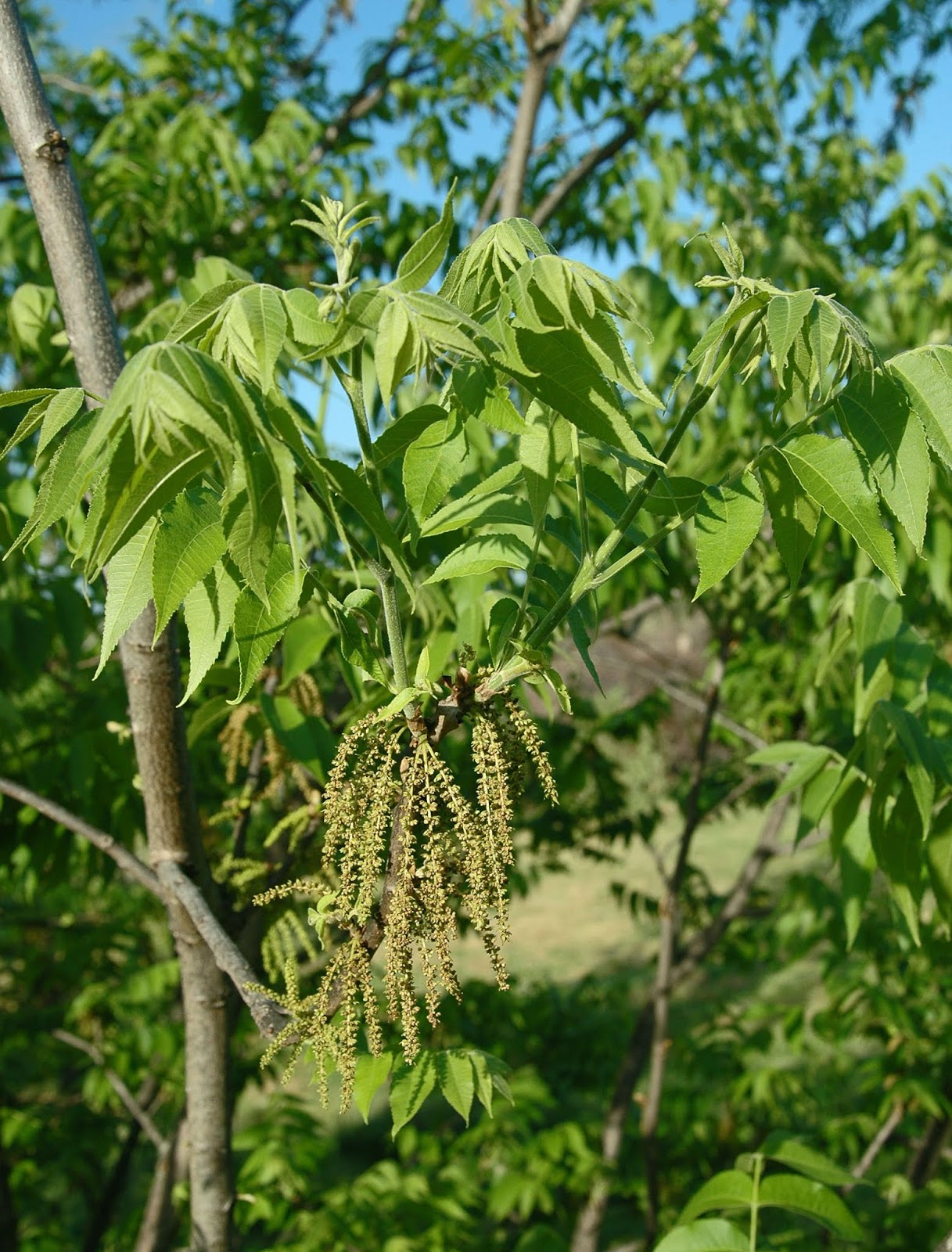 Northern Pecans: Pecan pollination season