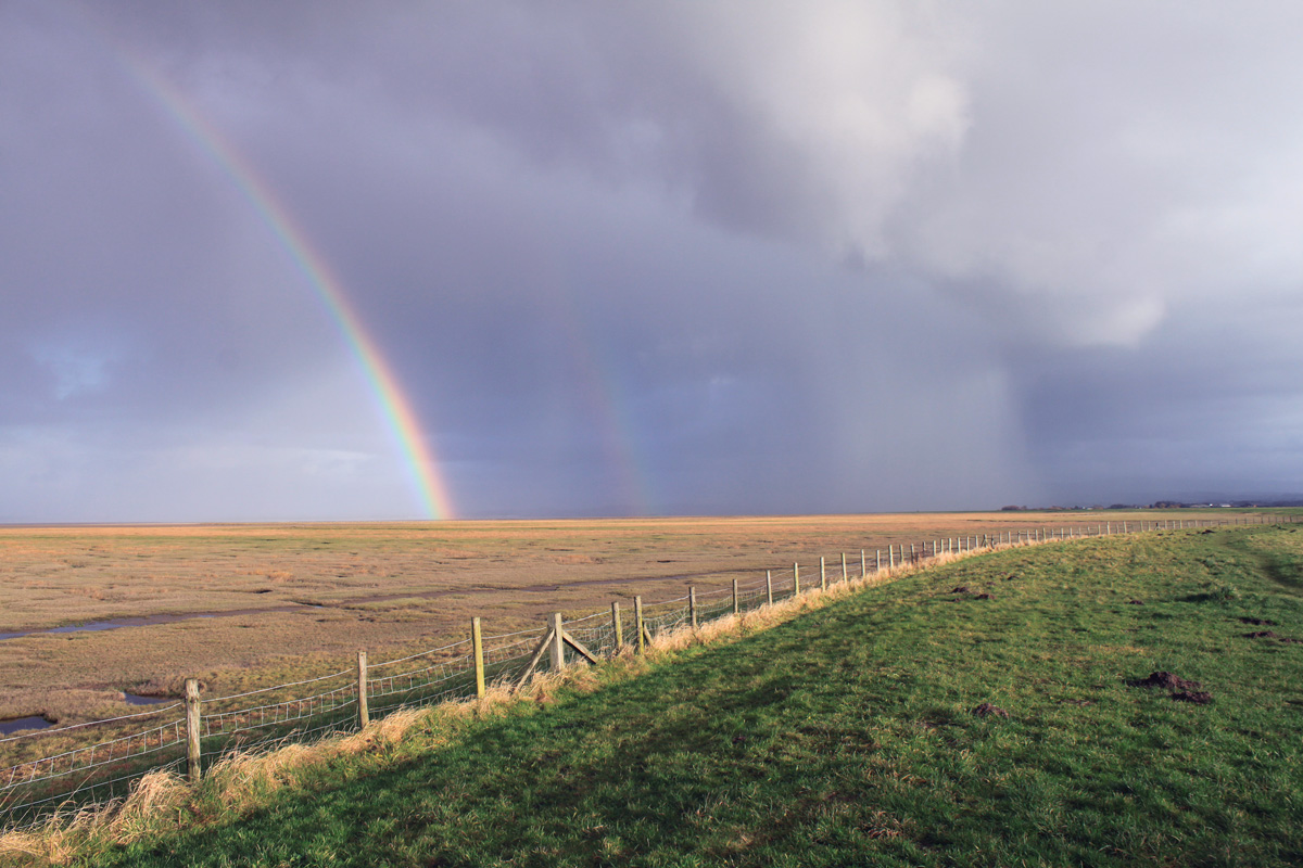 Another Bird Blog: At the End of The Rainbow