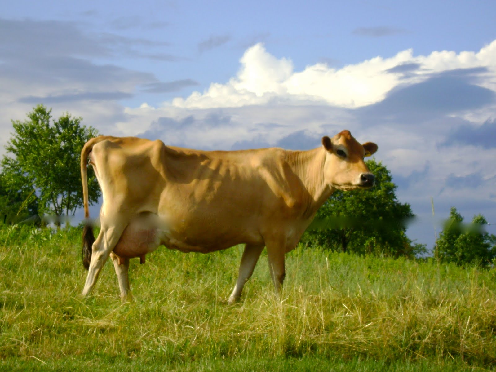 Wayward Goose Farm: Cow of the Day