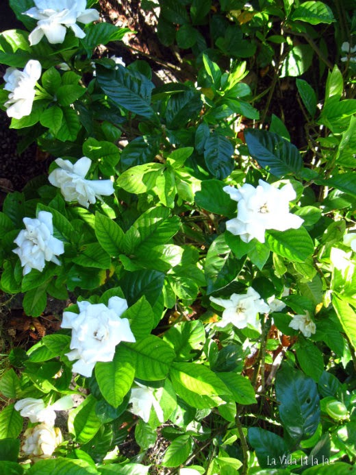 La Vida lalala...: Rojo, verde y blanco (naturaleza)
