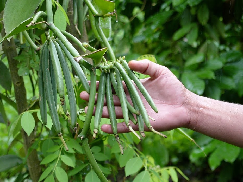 Vampiro Erudito: Vainilla