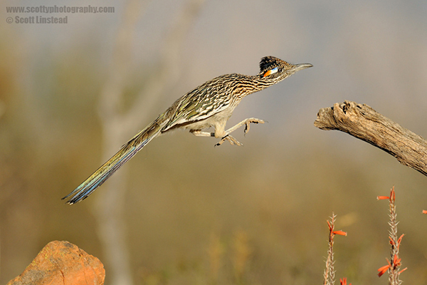 Planeta Variadista: El Correcaminos