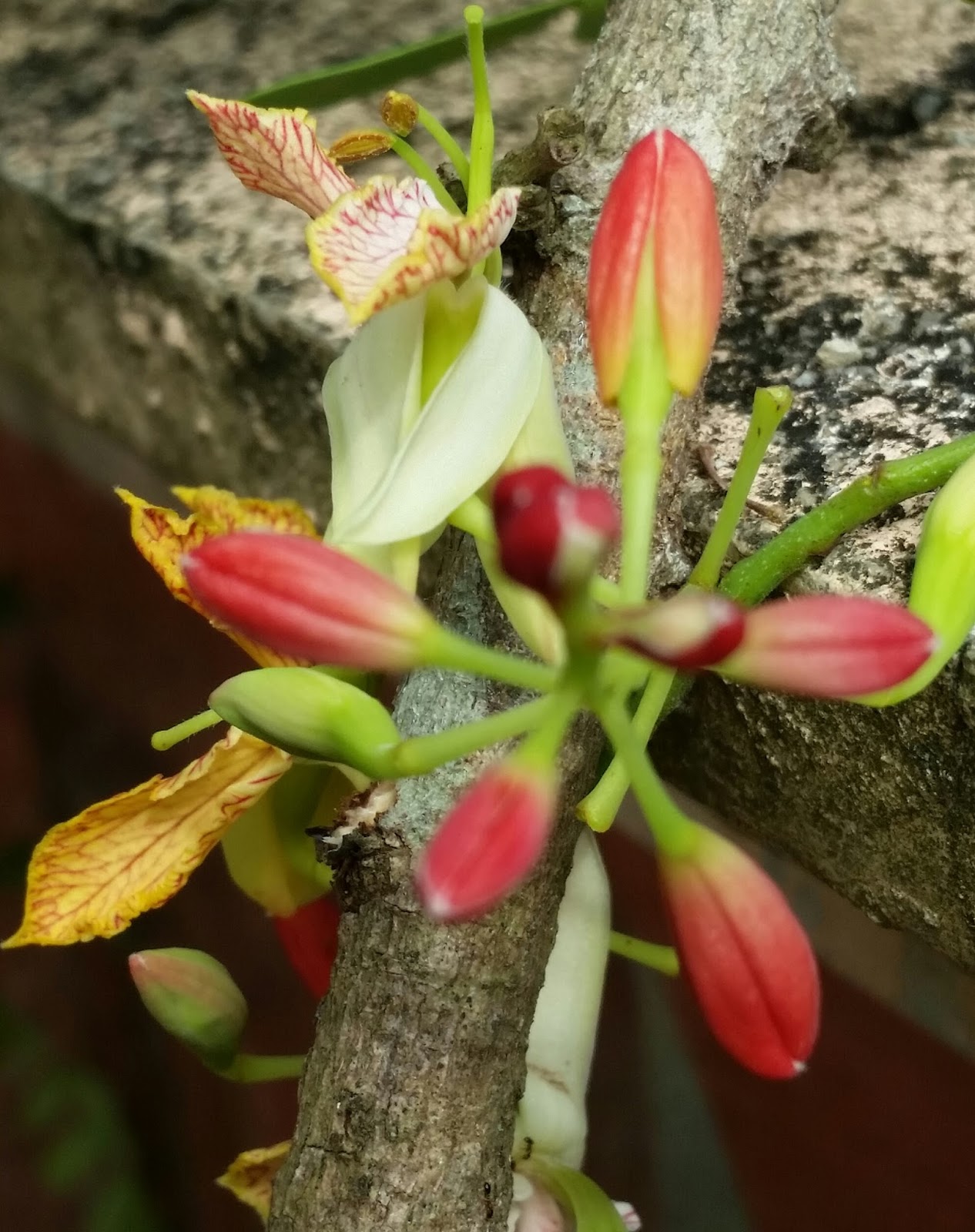 Warisan Petani: WW39 : Bunga Pokok Asam Jawa
