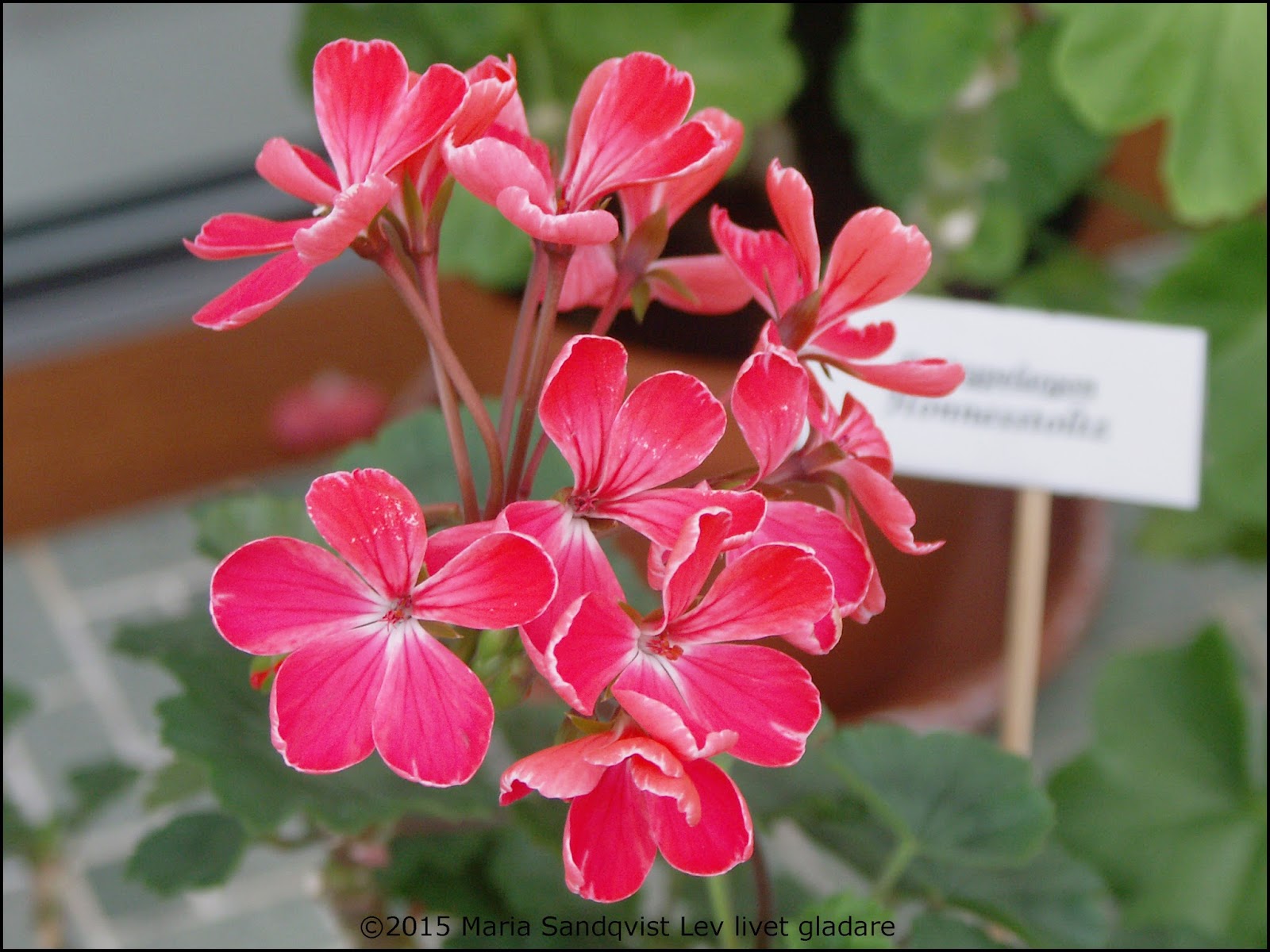 Lev livet gladare: Pelargoner, pelargoner och pelargoner