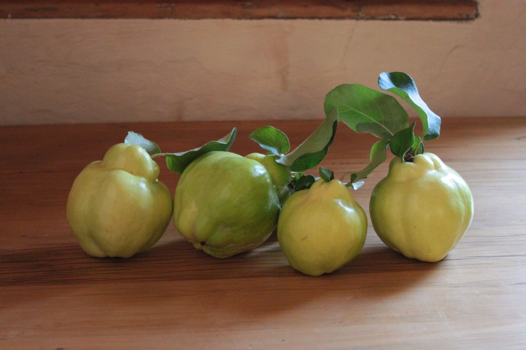 Towerwater Aan De Breede: Quinces in autumn