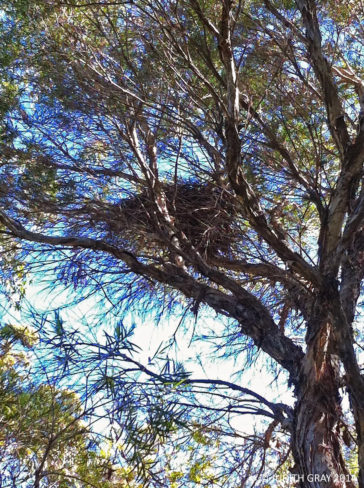 Drey's of the Common Ringtail Possum