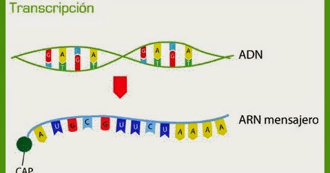P-14 En el núcleo, el proceso de transcripción se caracteriza por ...
