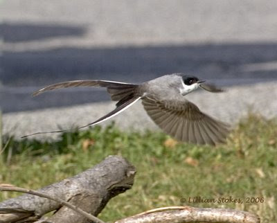 Birding Is Fun!: King of the Birds