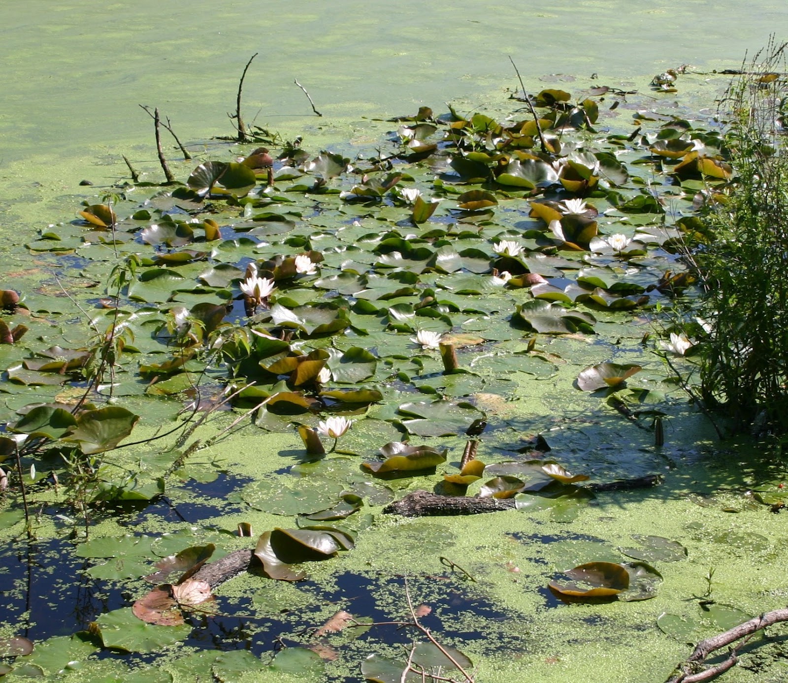 My Temple of Nature: Mini Marsh