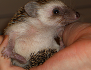 Hedgie's Nature Journal : Hedgehog Facts 🐾
