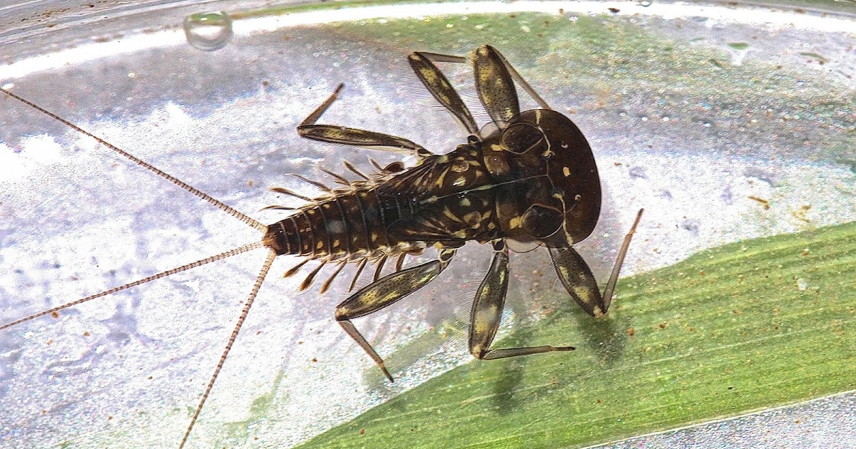 Aquatic Insects of Central Virginia: A new look at Leucrocuta