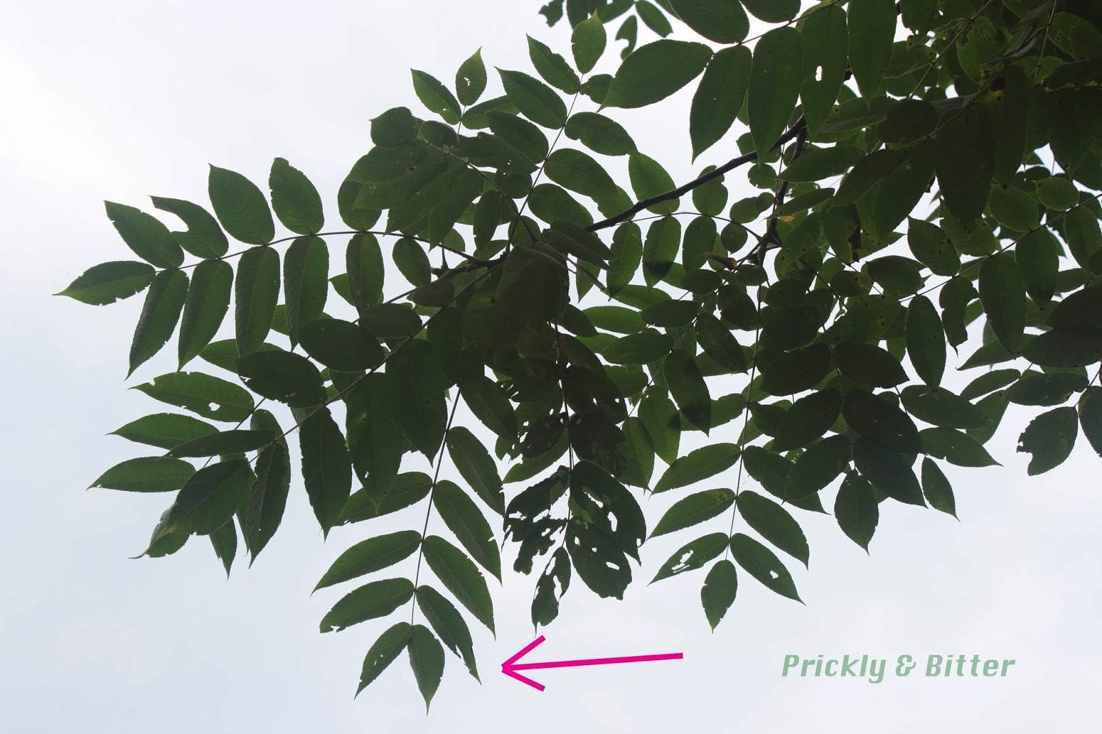 Butternut Tree Leaves