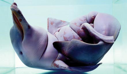 Fotos de delfines reales - Imagui