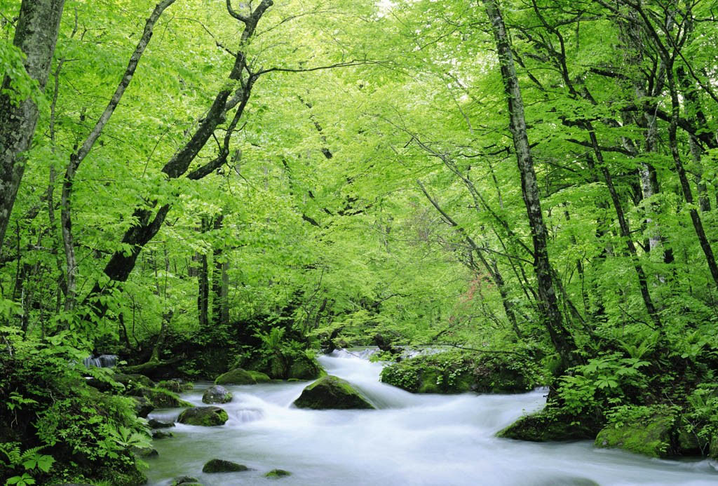 Snaps in Blog: green scenery