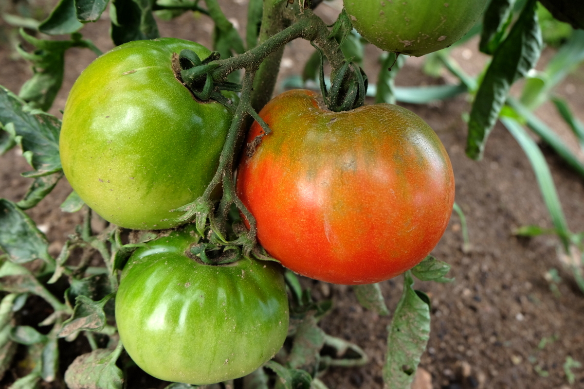 Groene tomaten