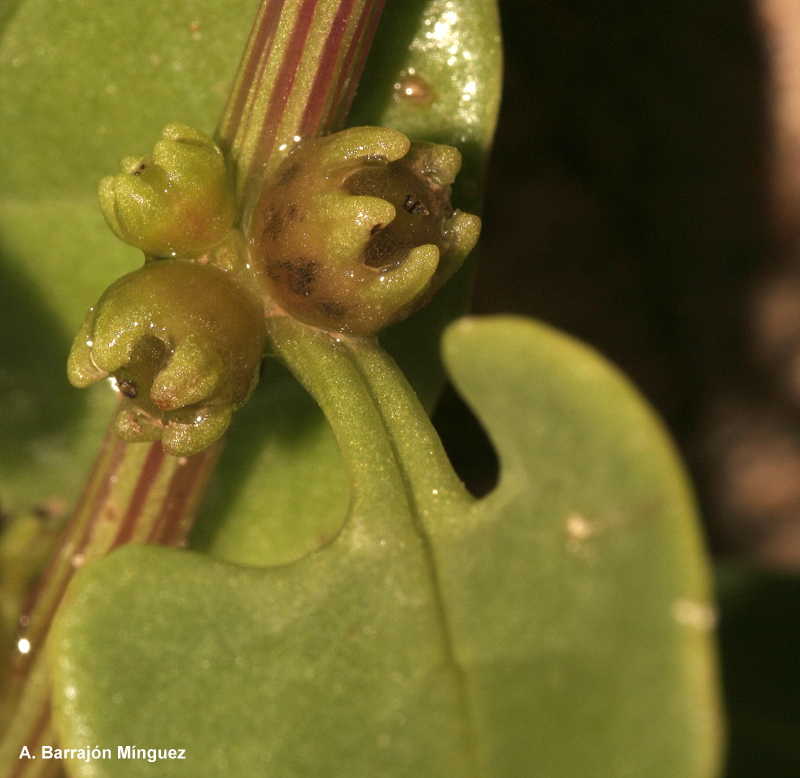 Naturaleza Viva: Patellifolia patellaris (Moq.) A.J. Scott, B.V. Ford ...